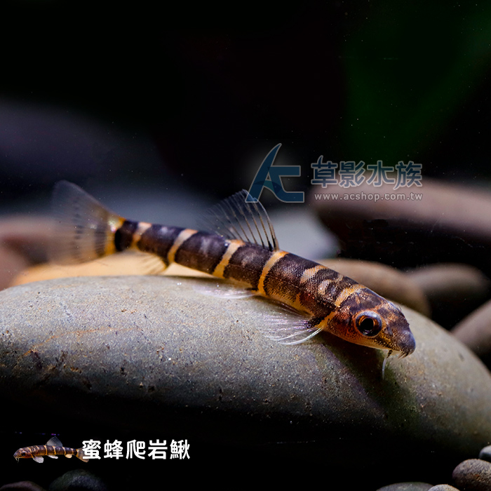 AC草影水族 Mobile