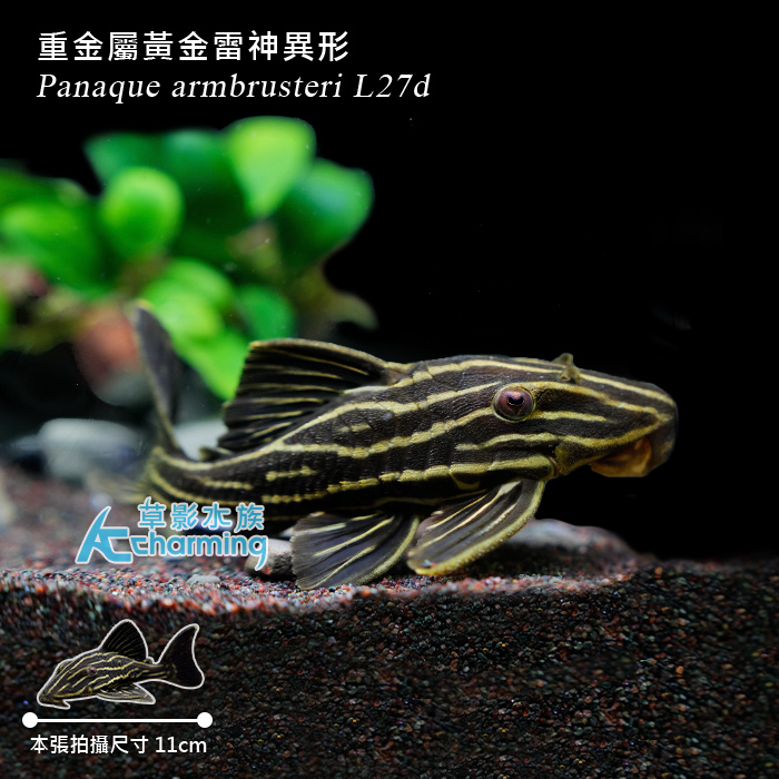 L27d 重金屬黃金雷神皇冠豹異型（11cm） 003_ 異型魚_活體販售_AC草影水族 【水草，水晶蝦，水族用品專賣店】
