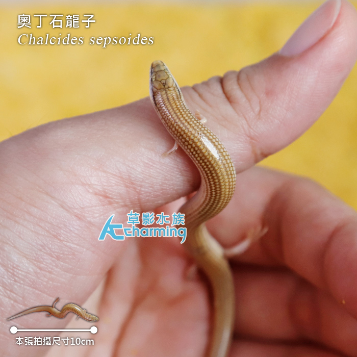 AC草影水族 Mobile