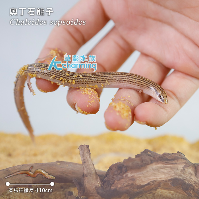 AC草影水族 Mobile