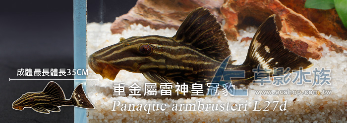 L27d 重金屬雷神皇冠豹異型（6cm）_ 異型魚_活體販售_AC草影水族 【水草，水晶蝦，水族用品專賣店】