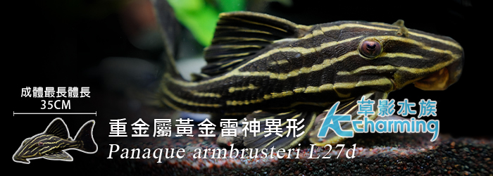 L27d 重金屬黃金雷神皇冠豹異型（11cm） 002_ 異型魚_活體販售_AC草影水族 【水草，水晶蝦，水族用品專賣店】